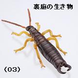 Earwig