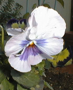 Picture of flowers of veranda at