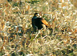 In the field, Shiga, Feb. 13, 1997.