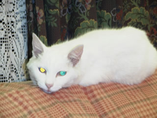 在りし日のシェリー