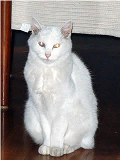 在りし日のシェリー