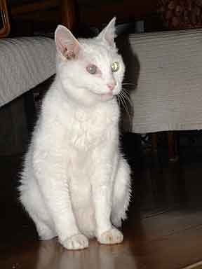 在りし日のシェリー