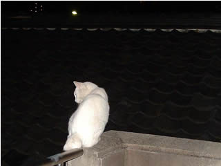 在りし日のシェリー