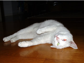 在りし日のシェリー