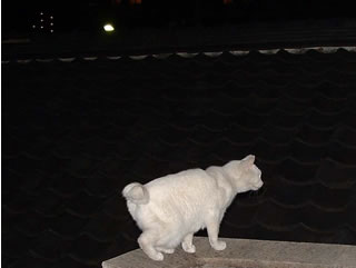 在りし日のシェリー