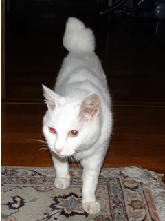 在りし日のシェリー