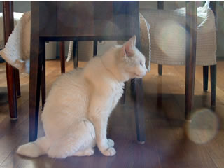 在りし日のシェリー