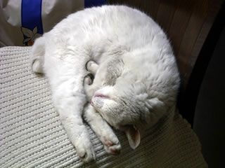 在りし日のシェリー