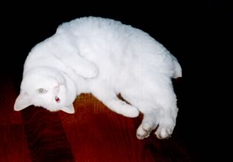 在りし日のシェリー