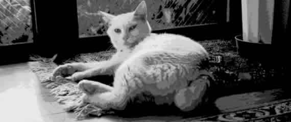 在りし日のシェリー