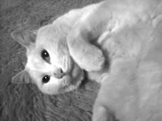 在りし日のシェリー