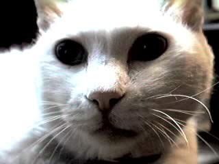 在りし日のシェリー